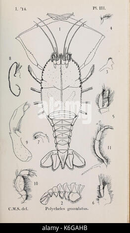 Decapoda reptantia of the coasts of Ireland (Pl. II) (7158413660 Stock ...