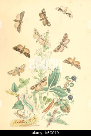 British moths and their transformations (Pl. 42) BHL35390930 Stock ...