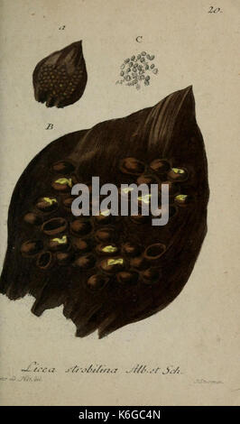 This botanical illustration from 'Deutschlands Flora' depicts plants ...