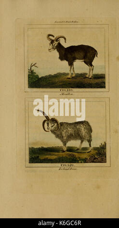 Buffon's Natural history (Figs. 139-140 Stock Photo - Alamy