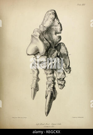 Description Skeleton Extinct Gigantic Sloth Mylodon robustus Owen ...