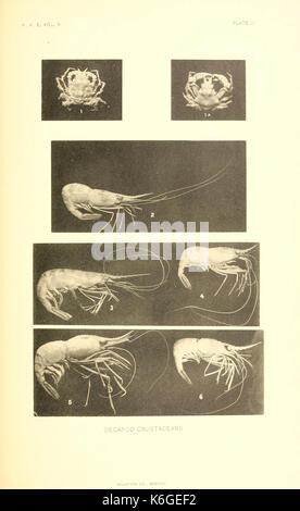 . Decapod crustaceans of the northwest coast of North America ...