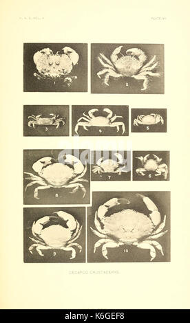 . Decapod crustaceans of the northwest coast of North America ...