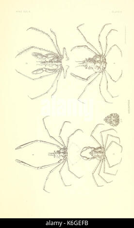 . Decapod crustaceans of the northwest coast of North America ...