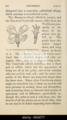 . The natural history of plants. Botany. 270 NATURAL HISTORY OF PLANTS ...
