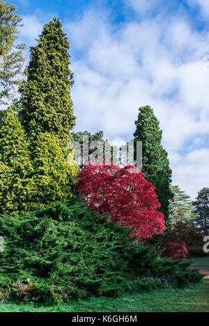 Acer palmatum "Ever Red" Japanese maple Stock Photo - Alamy
