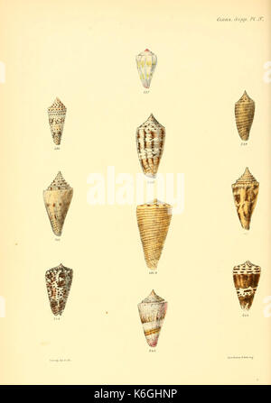 'Conchologia Iconica' is a detailed illustration work featuring mollusk ...