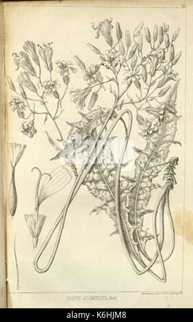 Catalogue of plants collected by the expedition (Plate VIII Stock Photo ...
