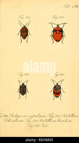 Die wanzenartigen Insecten (Tab. CIX): A detailed study of Hemiptera ...