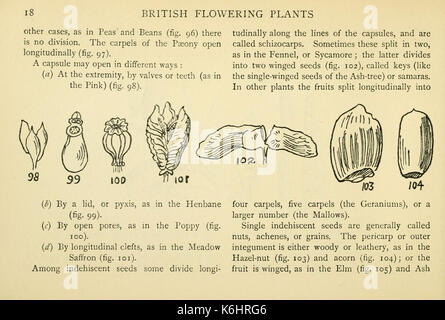 British flowering plants (Page 18 Stock Photo - Alamy
