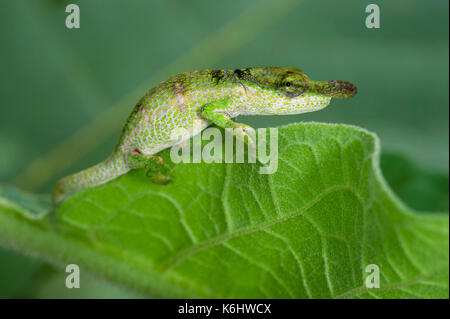 Blue-nosed chameleon, Calumma boettgeri, Amber Mountain National Park ...