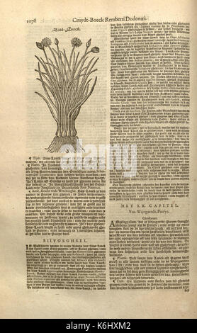 This botany work discusses the various species of the Leguminosae ...