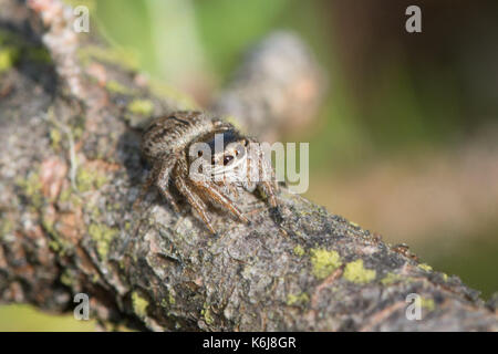 Macro of female Evarcha arcuata, a jumping spider Stock Photo - Alamy