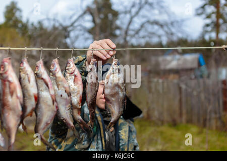 Sportsman drying gutted fish on line, Tikhvin, Saint Petersburg, Russia ...