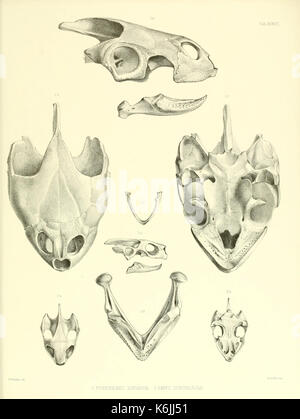 . Catalogue of the lizards in the British Museum (Natural History) 2d ...