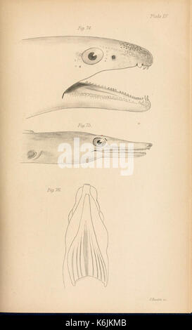 . Catalogue of apodal fish in the ... Museum. ^,.^^0 000' , ^ J-^.Jl ...