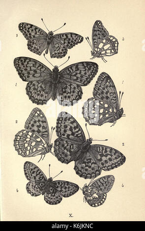 British butterflies - figures and descriptions of every native species ...