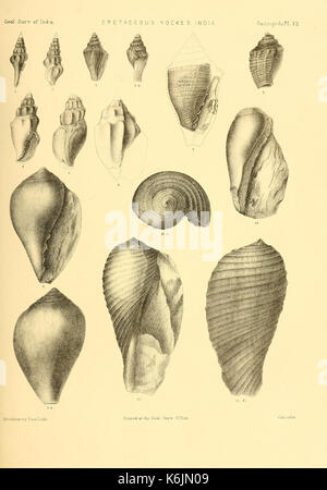 . Cretaceous fauna of southern India. Paleontology; Paleontology. Geo ...