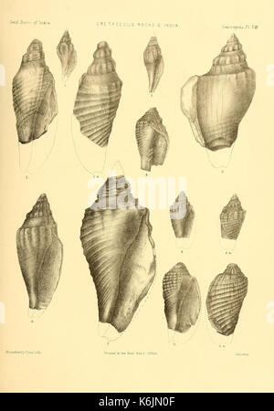 . Cretaceous fauna of southern India. Paleontology; Paleontology. Geol ...