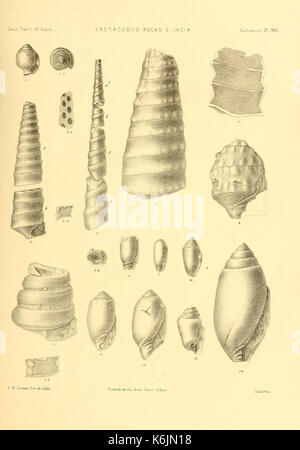 . Cretaceous fauna of southern India. Paleontology; Paleontology. Geo ...