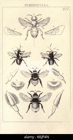 Catalogue of British Hymenoptera, in the collection of the British ...
