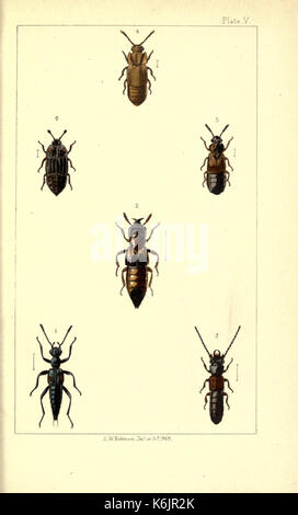 This image depicts various species within the Demodicidae and ...