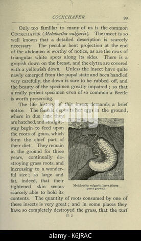 Common British insects selected from the typical beetles, moths, and ...