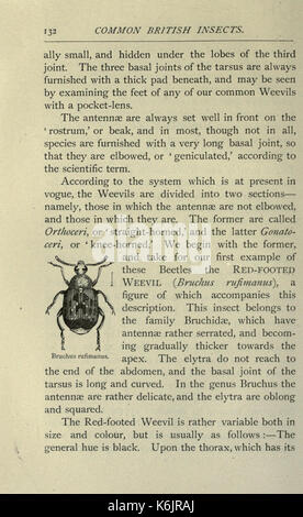 Common British insects selected from the typical beetles, moths, and ...