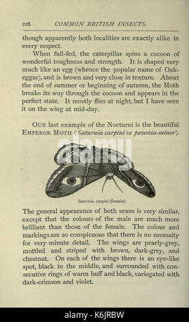 Common British insects selected from the typical beetles, moths, and ...