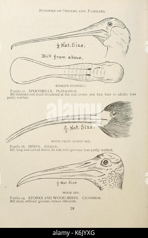 This key provides detailed descriptions of North American bird species ...