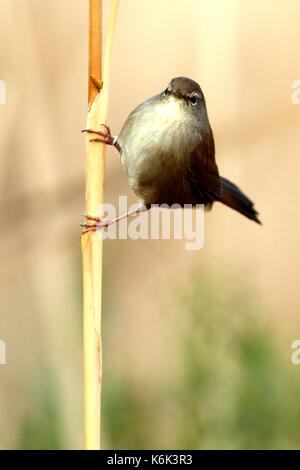 Cetti's warbler (Cettia cetti), male singing on a branch in a bramble ...