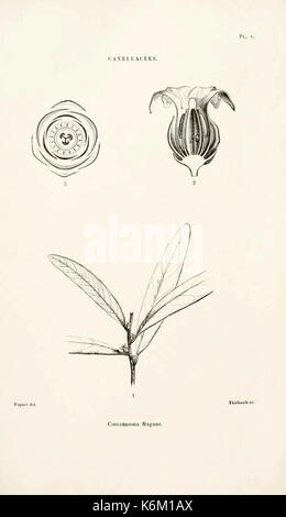 Cinnamosma fragrans Baillon Adansonia 7 pl 5 1867 Stock Photo - Alamy