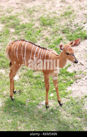 Female Lowland Nyala deer antelope in grass looking our from behind ...