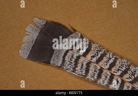 A Ruffed Grouse, Bonasa umbellus) tail feather isolated on white Stock ...