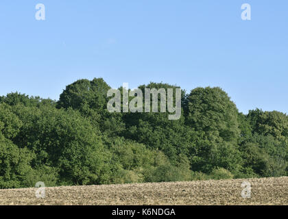 Piles Copse - a Woodland Trust Woodland near Coventry Stock Photo - Alamy