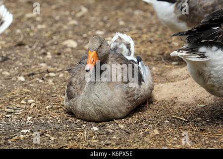 Grey domestic goose laying on the ground in a grassy area, with its ...
