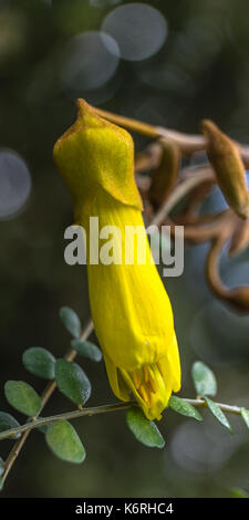 Kowhai trees, native to New Zealand, are known for their striking ...