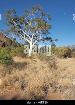 The giant River Red Gum tree of Orroroo is about 500 years old ...