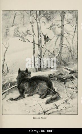 Four footed Americans and their kin (Plate 11) BHL9418285 Stock Photo ...