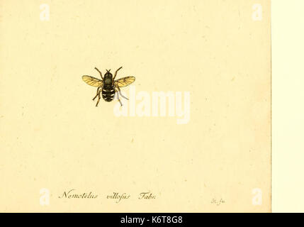 Illustration from *Fauna Germanica*, focusing on Diptera, the order of ...