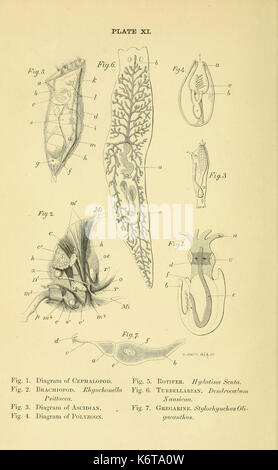 Forms of animal life (Plate XI Stock Photo - Alamy
