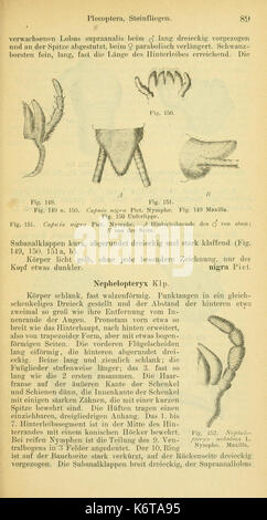 Ephemerida, Plecoptera, Lepidoptera (Page 89 Stock Photo - Alamy