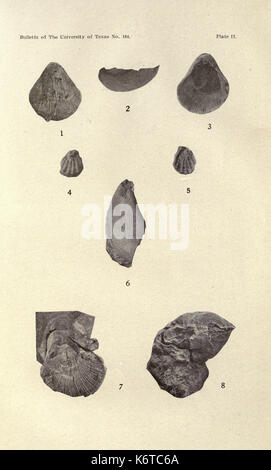 Fauna of the Buda limestone Stock Photo - Alamy