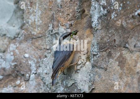 Europe, France, Alsace, Obernai, Eurasian nuthatch or wood nuthatch ...