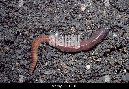 Common earthworm (Lumbricus terrestris) on soil Stock Photo - Alamy