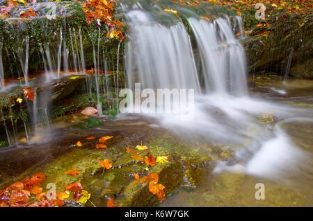 Creek in Irati Jungle, Pyrenees, Navarre, Spain Stock Photo - Alamy