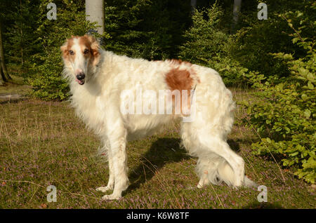 Face of an old Borzoi dog in side view, featuring this breed's long ...