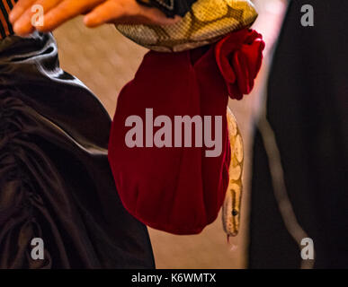 snake coiled around wrist Stock Photo - Alamy