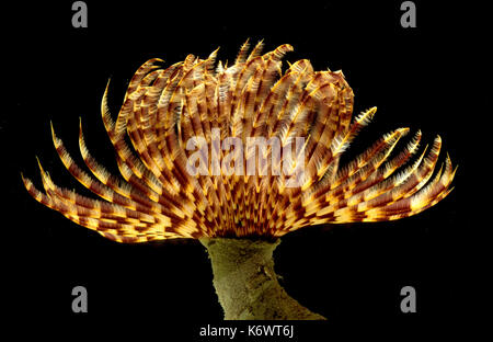 Peacock worm Sabella pavonina Stock Photo - Alamy