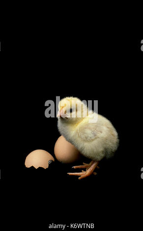 Newly hatched chick, domestic breed, with broken egg shell, 21 days ...